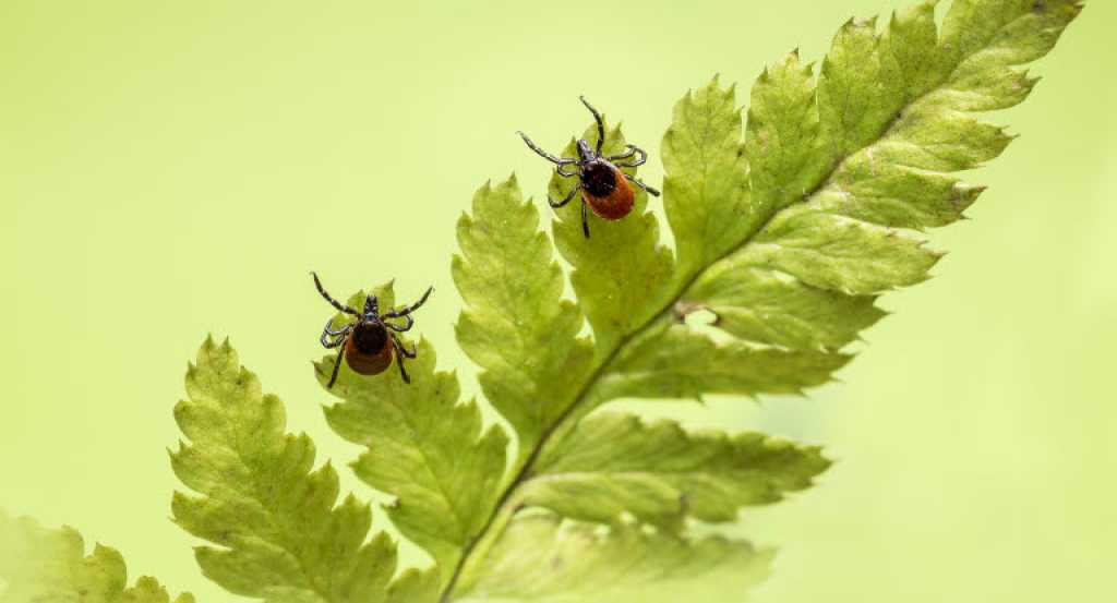 MinByBlokhus - Agria: Beskyt dig selv og dit kæledyr mod flåter